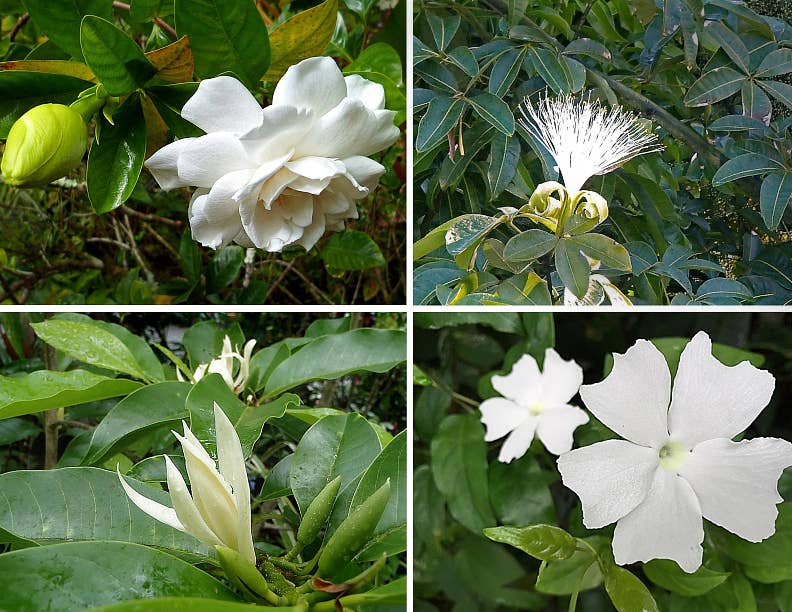 Planting a Garden With All White Tropical Flowers (See Photos) - Dengarden