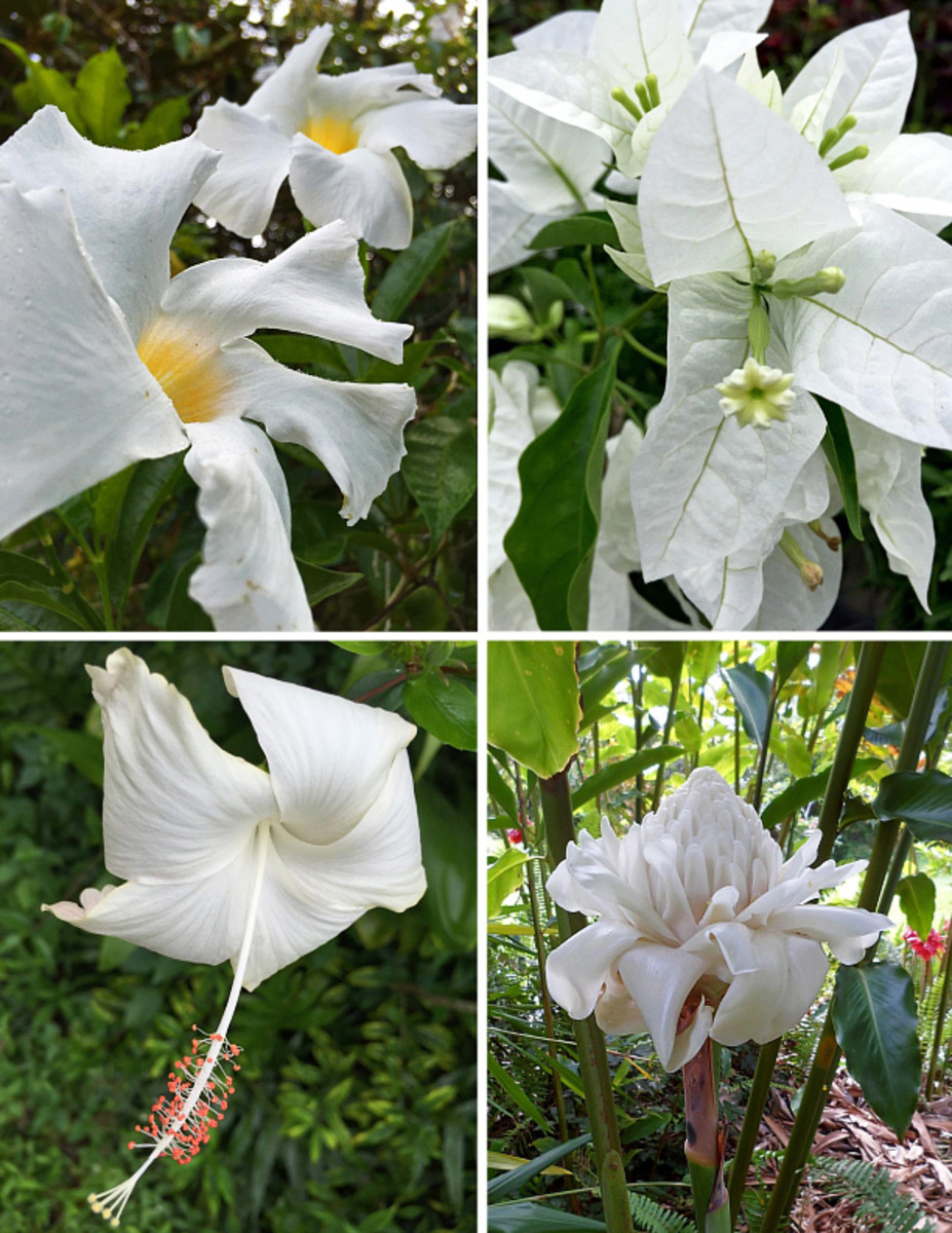 White tropical flowers store