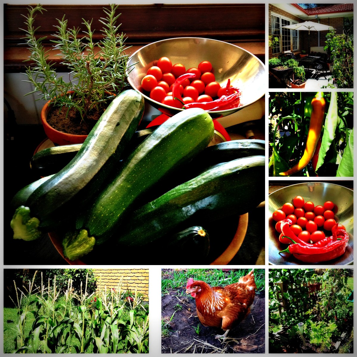 Backyard Farming Made Easy - Dengarden