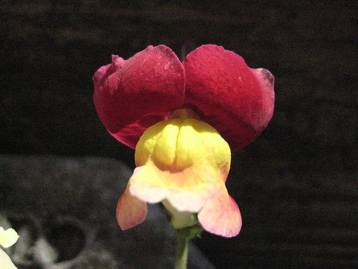 Why Do Snapdragons Come Back Each Year in Different Colors? - Dengarden