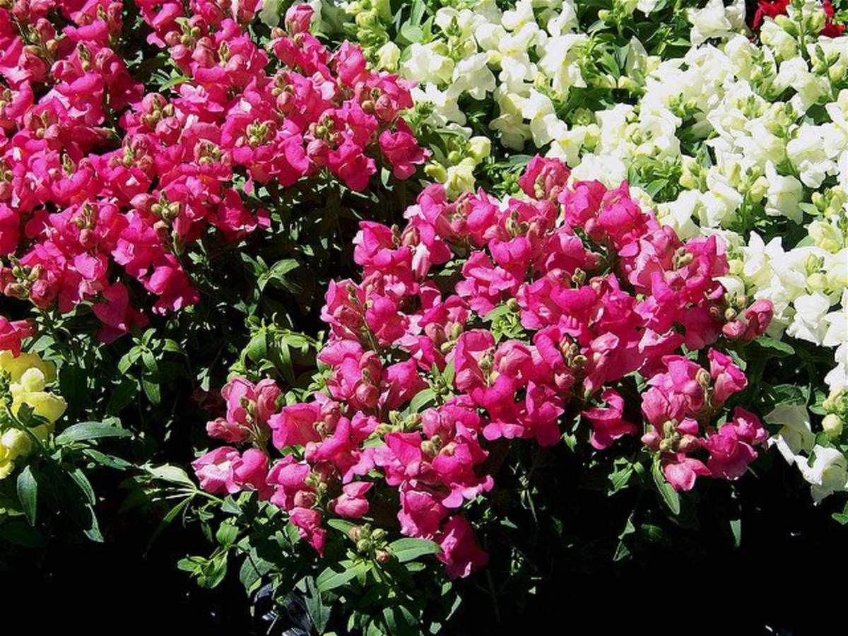 Why Do Snapdragons Come Back Each Year in Different Colors? - Dengarden