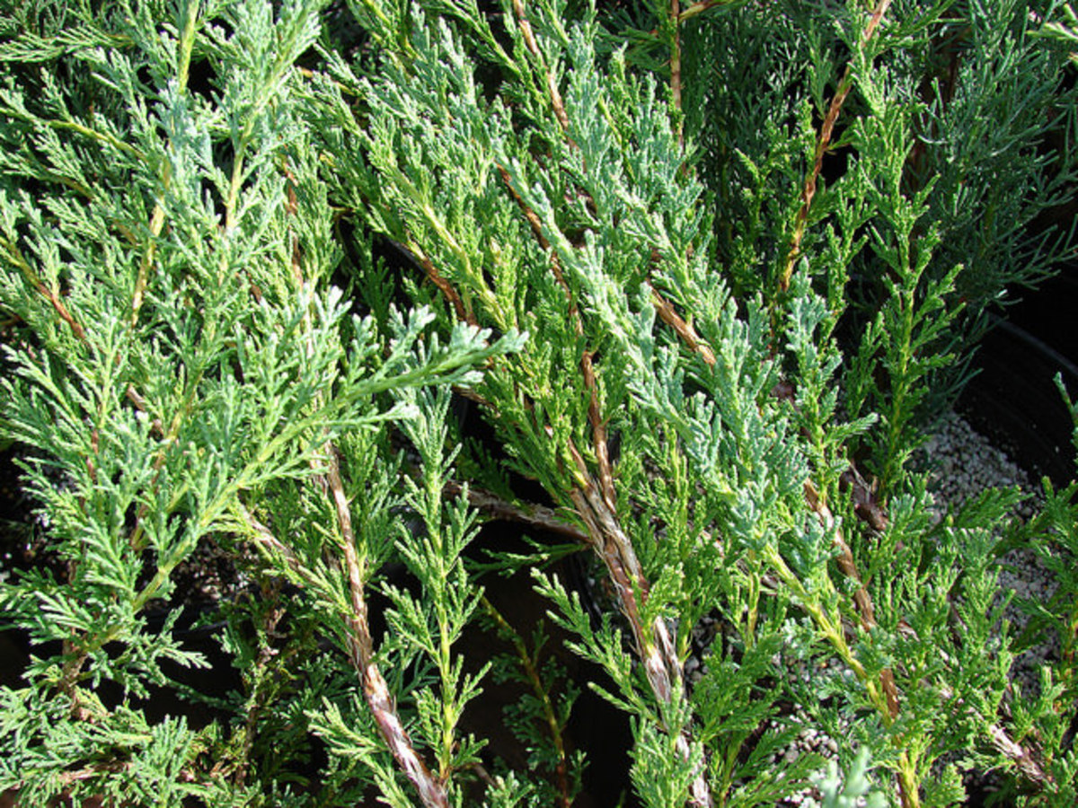 Creeping Juniper Groundcover: Types, Care, and Propagation - Dengarden