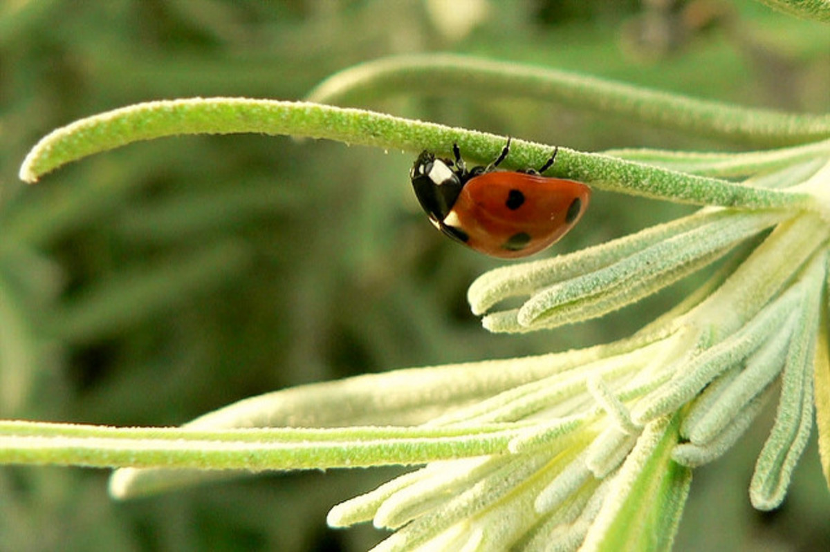 Beneficial Spiders and Insects That Help Your Garden - Dengarden