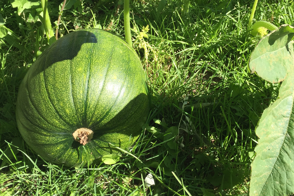 How to Deal With Frost on Your Pumpkin Patch - Dengarden