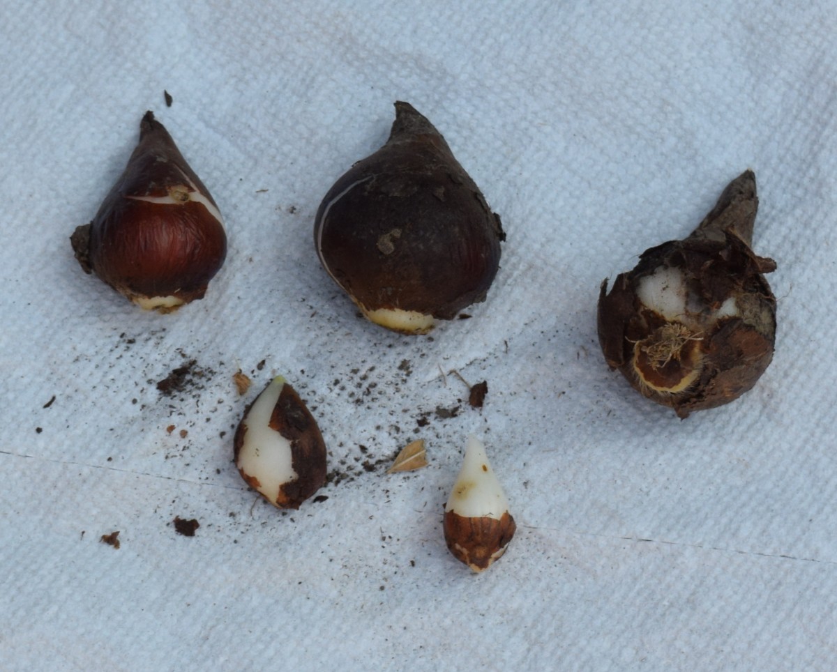 4 Easy Steps to Plant a Flower Bulb - Dengarden