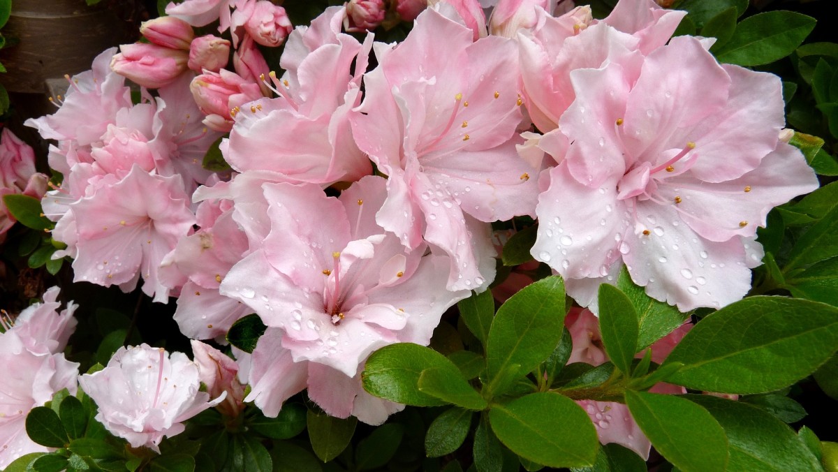 How to Care for Azaleas in Your Garden - Dengarden