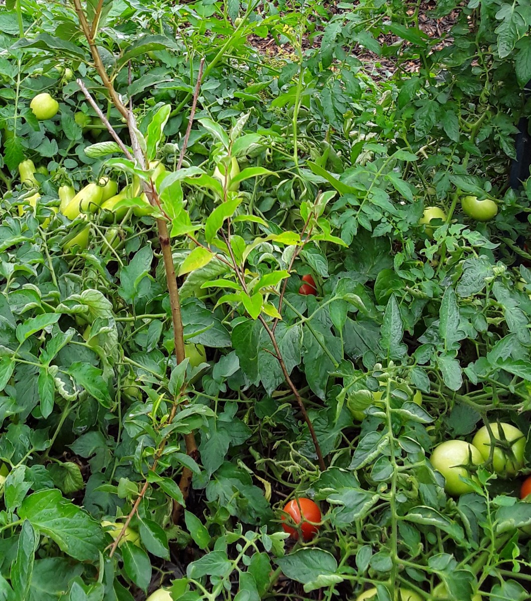 Nitrogen-Fixing Plants: How to Grow Your Own Fertilizer - Dengarden