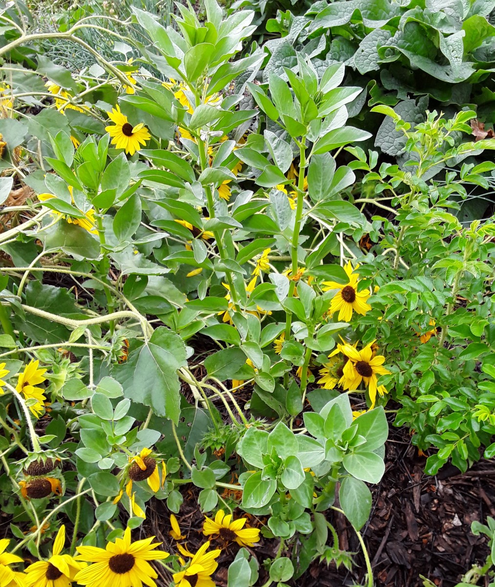 Nitrogen-Fixing Plants: How to Grow Your Own Fertilizer - Dengarden