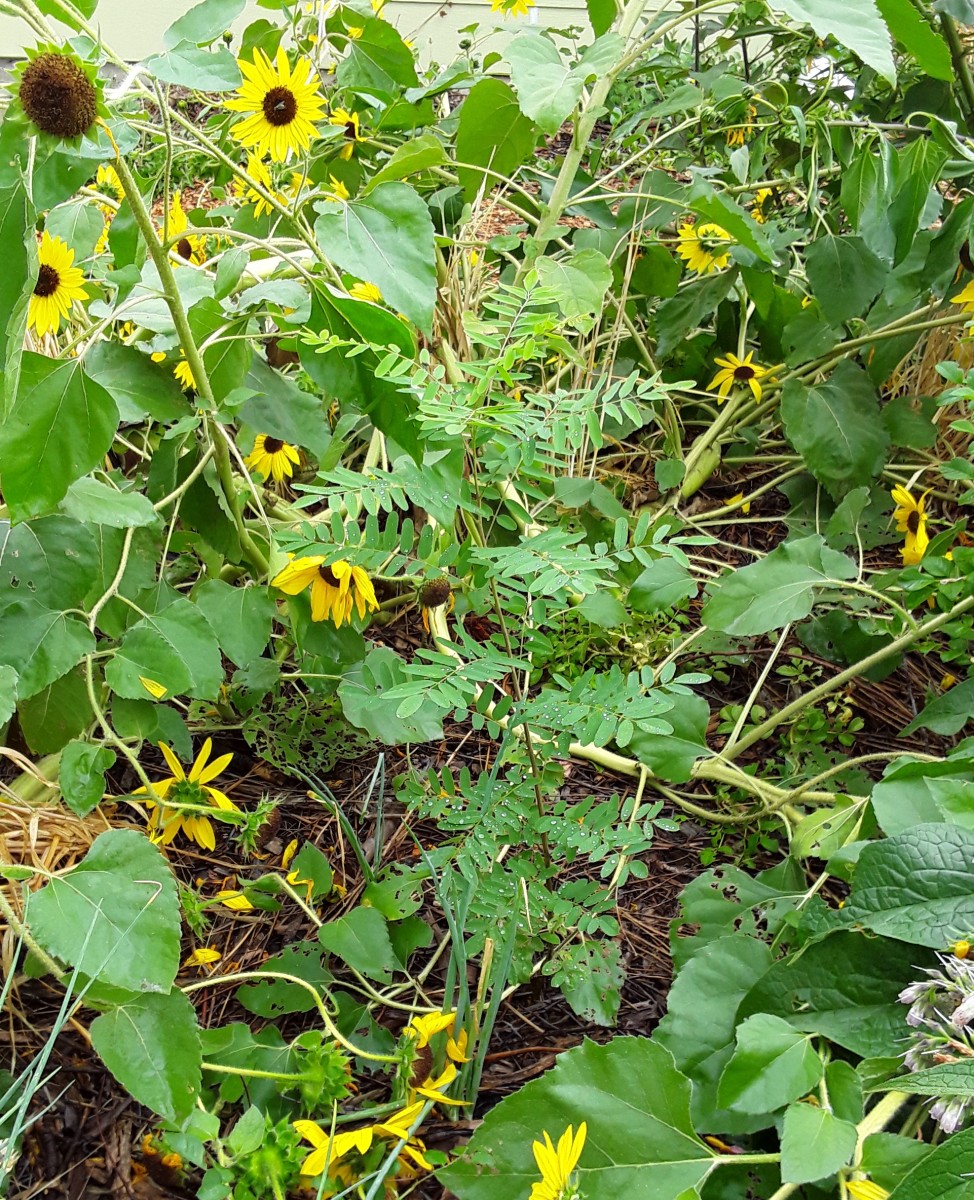 Nitrogen-Fixing Plants: How to Grow Your Own Fertilizer - Dengarden