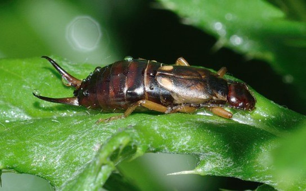 4 Ways to Control Earwig Damage in Your Vegetable Garden - Dengarden