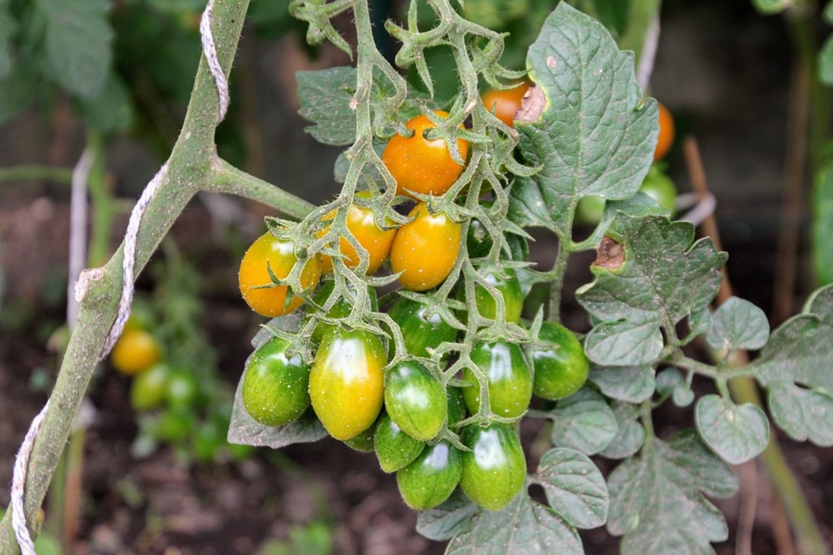 4 Easy Ways to Support Your Growing Tomatoes - Dengarden