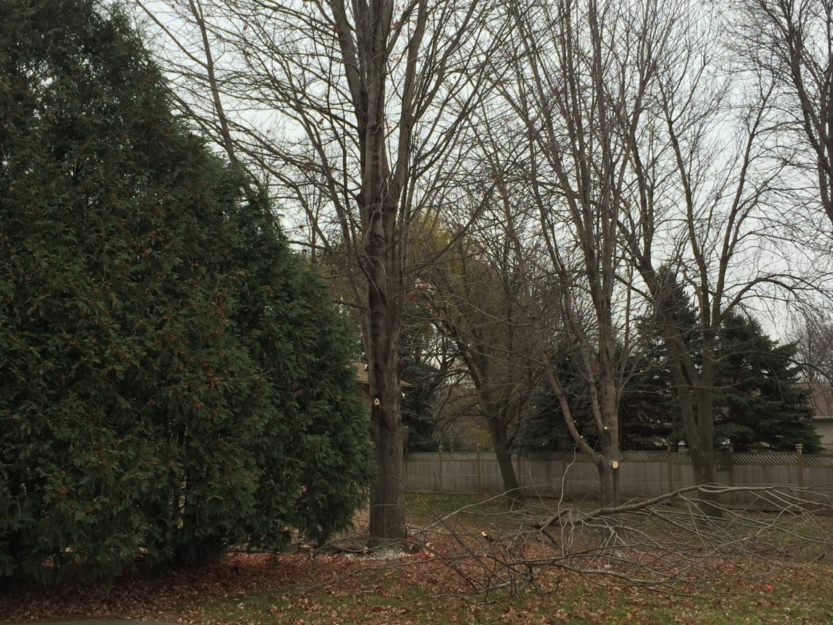 Why and When You Should Remove Tree Limbs - Dengarden