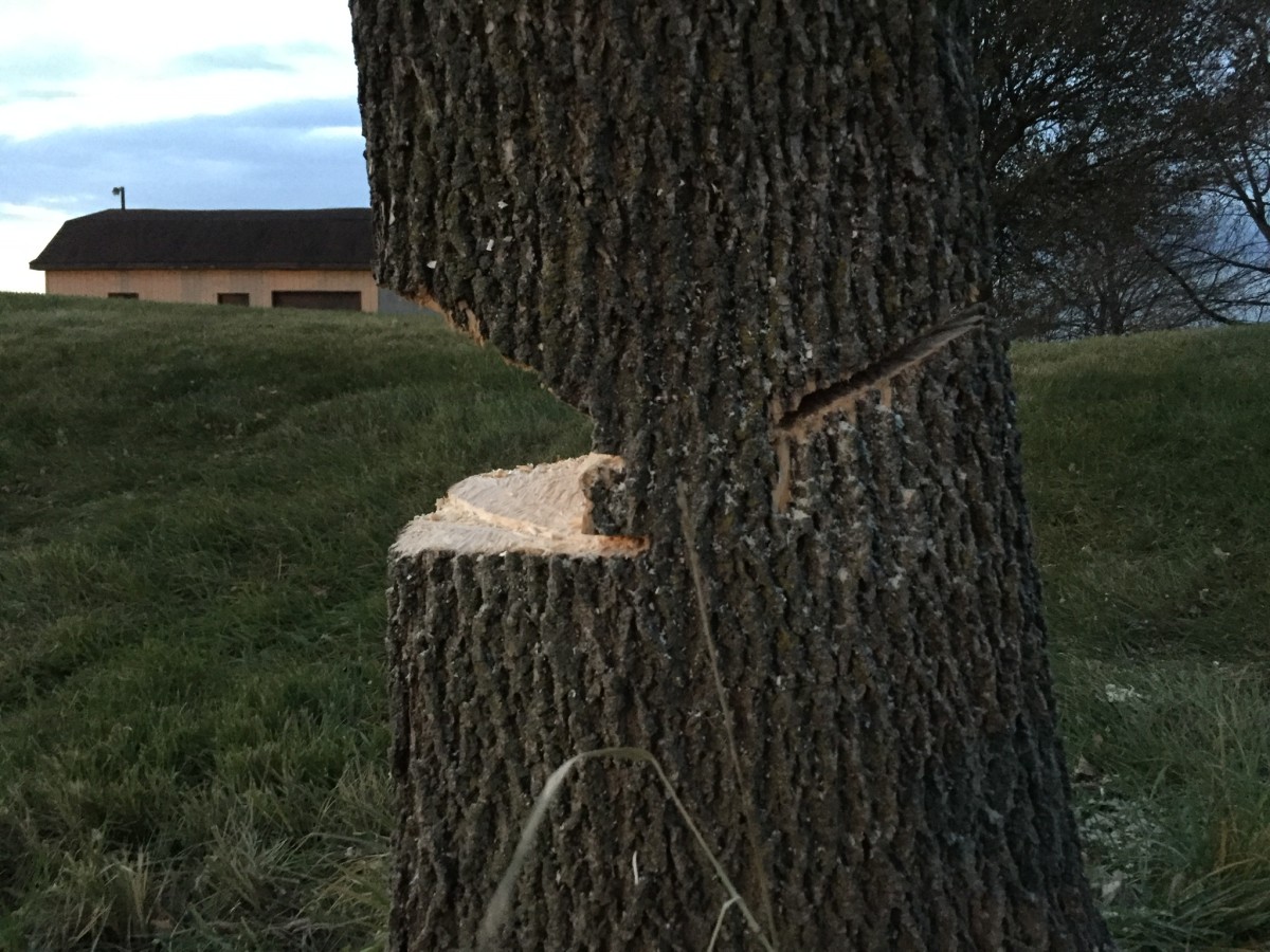 Why and When You Should Remove Tree Limbs - Dengarden