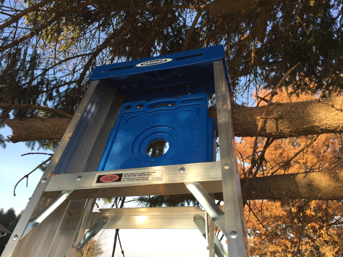 Why and When You Should Remove Tree Limbs - Dengarden