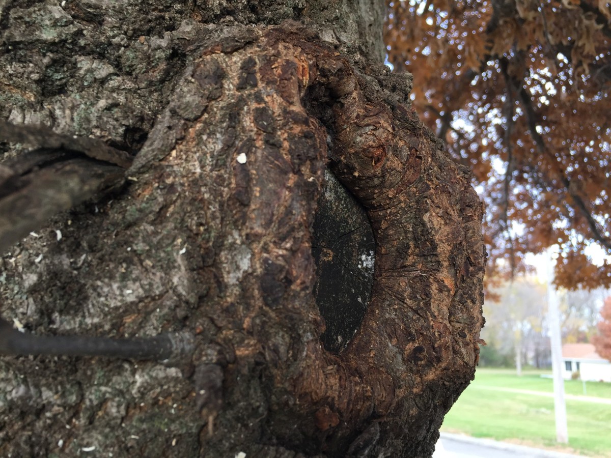 Why and When You Should Remove Tree Limbs - Dengarden