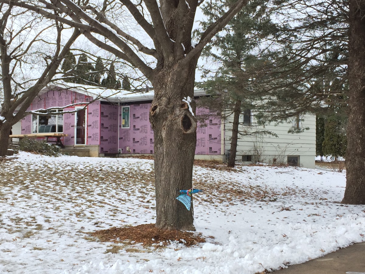 Why and When You Should Remove Tree Limbs - Dengarden