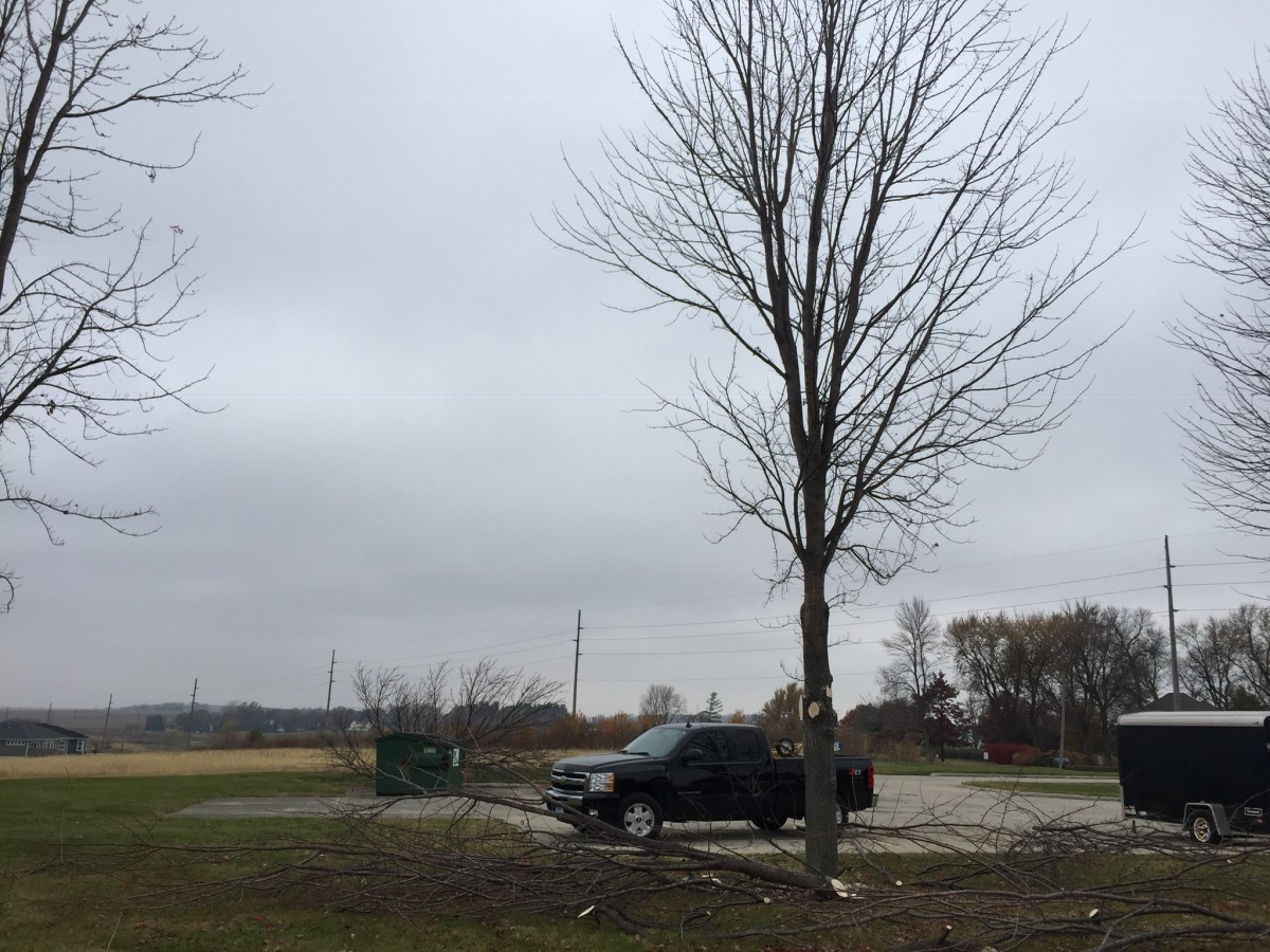 Why and When You Should Remove Tree Limbs - Dengarden