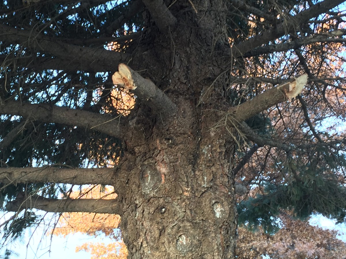 Why and When You Should Remove Tree Limbs - Dengarden