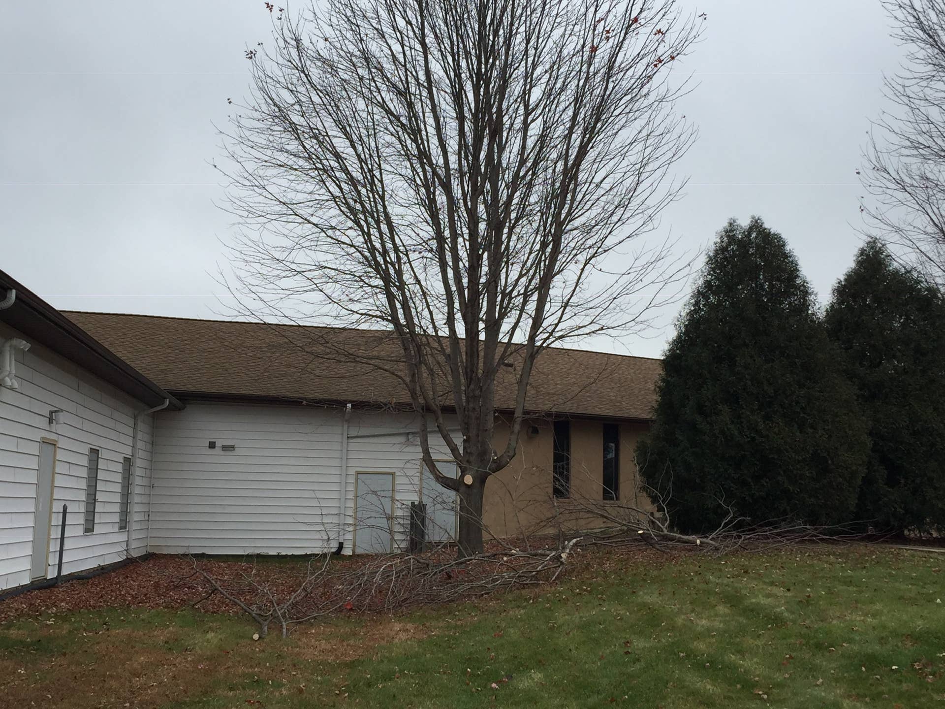 Why and When You Should Remove Tree Limbs - Dengarden