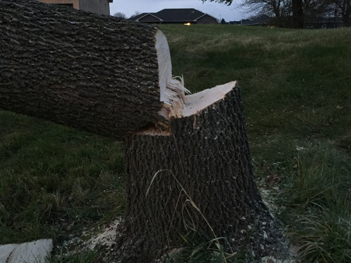 Why and When You Should Remove Tree Limbs - Dengarden