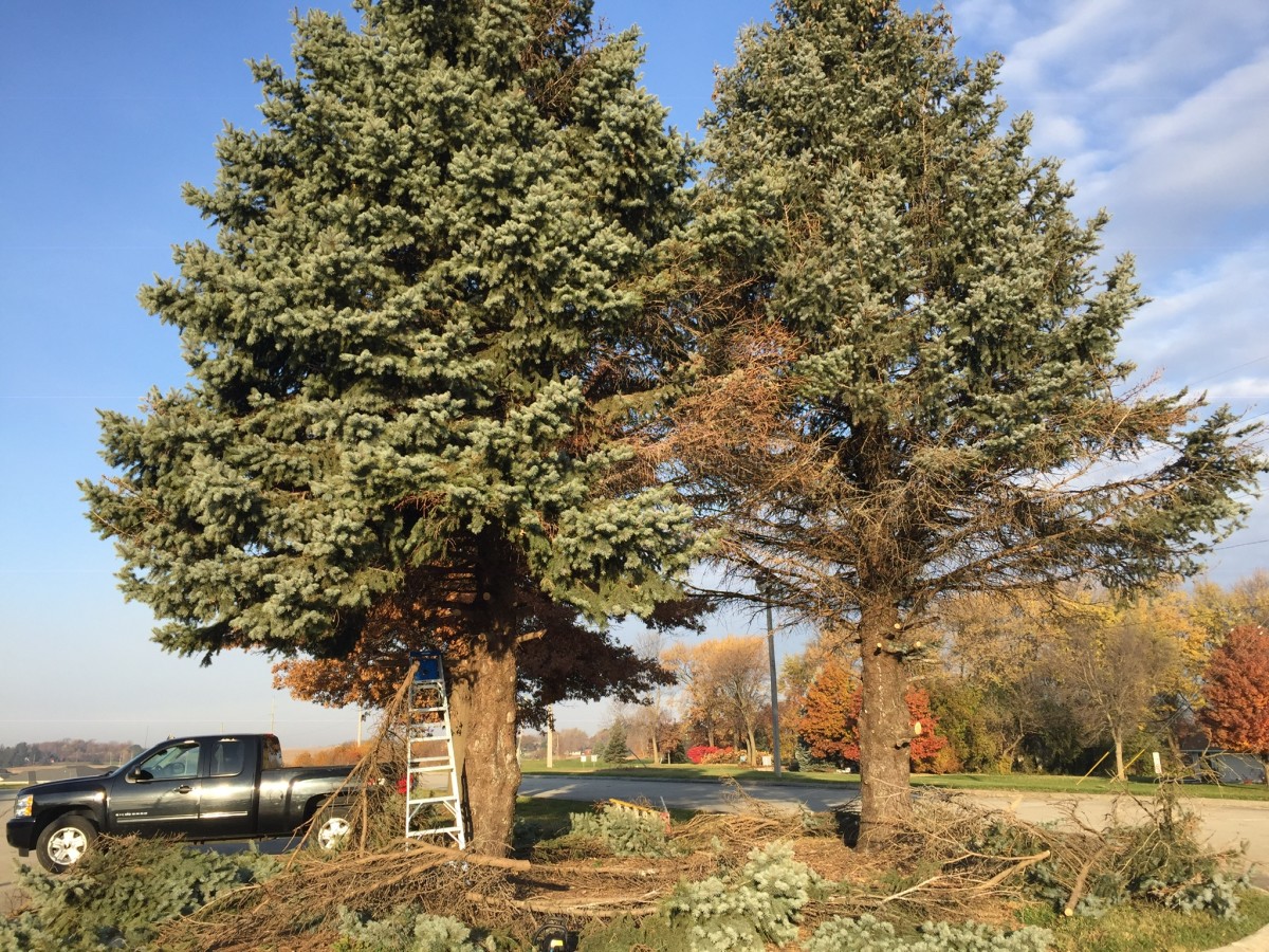 Why and When You Should Remove Tree Limbs - Dengarden