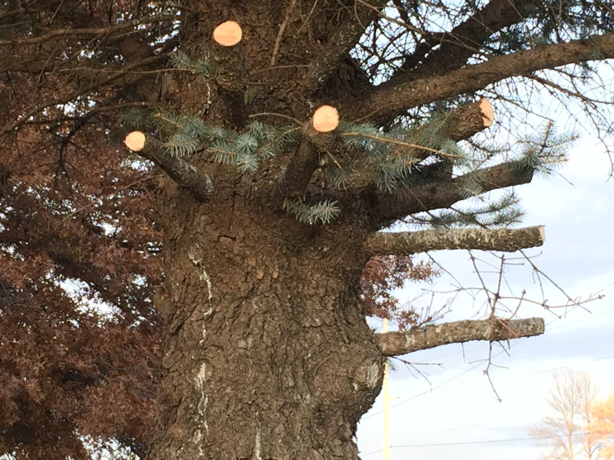 Why and When You Should Remove Tree Limbs - Dengarden