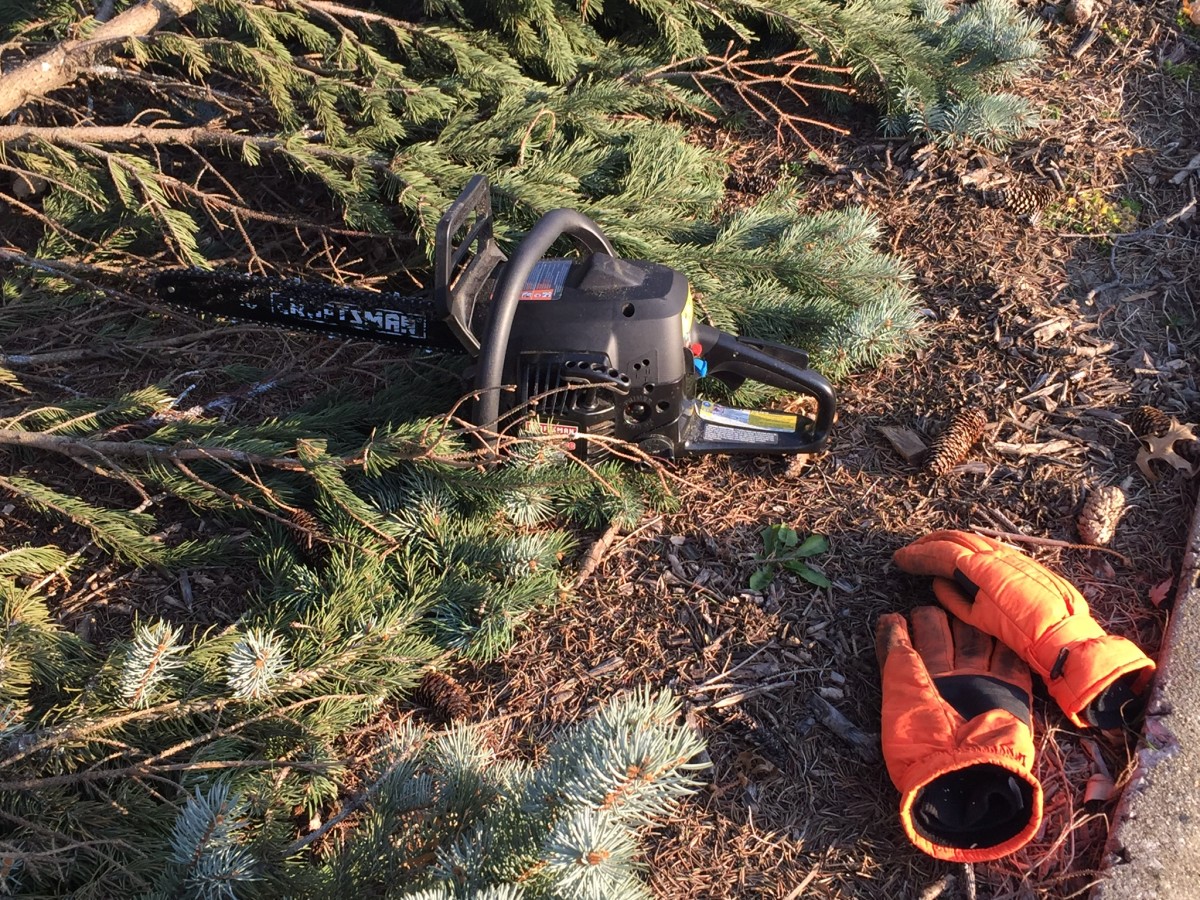 Why and When You Should Remove Tree Limbs - Dengarden