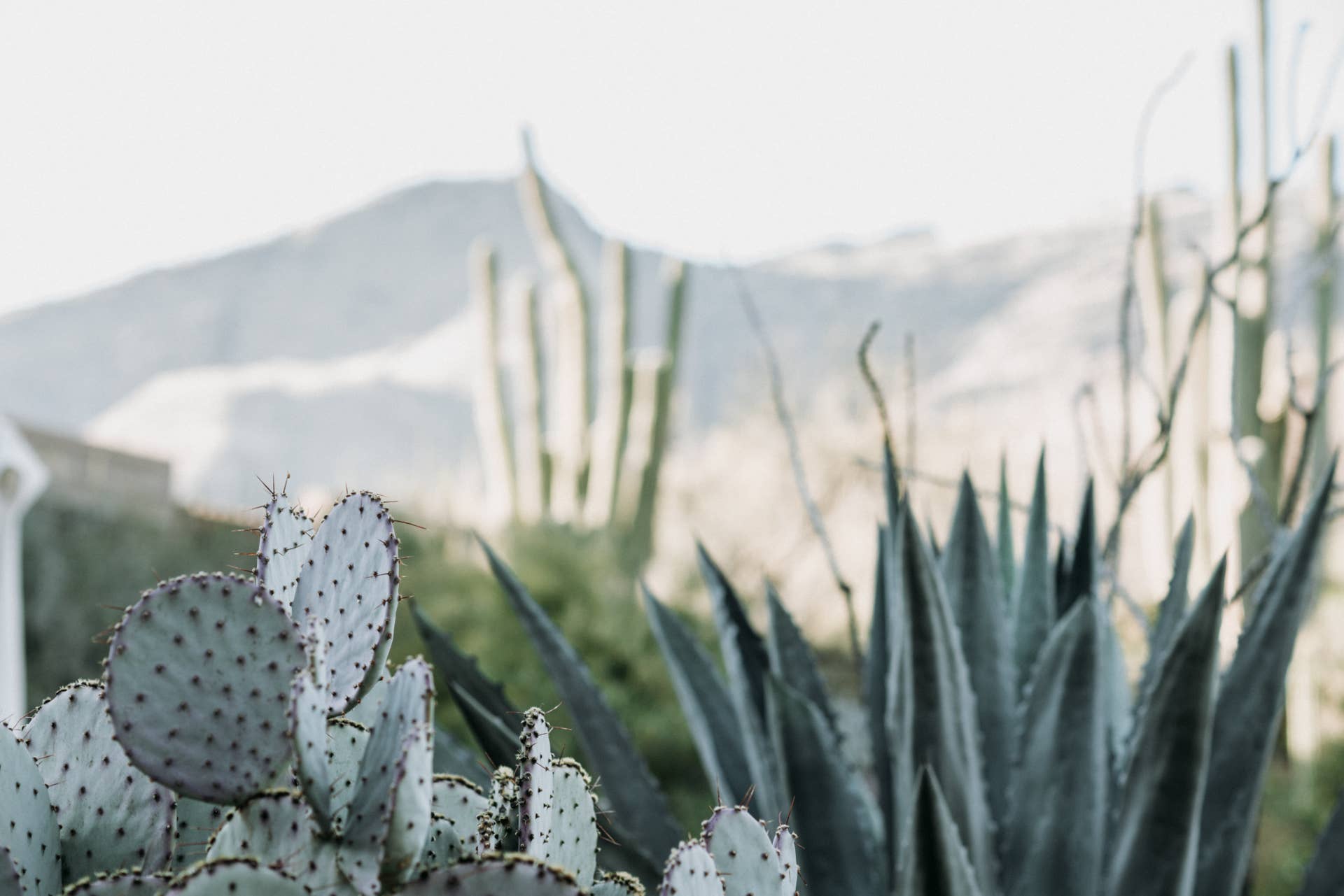 The Hidden Beauty of Xerophytes - Dengarden