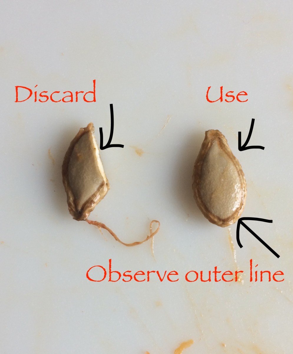 How to Grow Pumpkins From Seed for Halloween - Dengarden