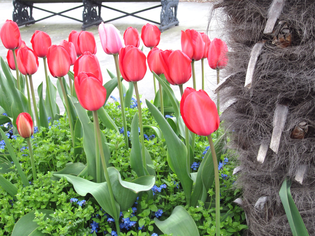 12 Poisonous Houseplants, Their Health Effects, and Safe Alternatives ...