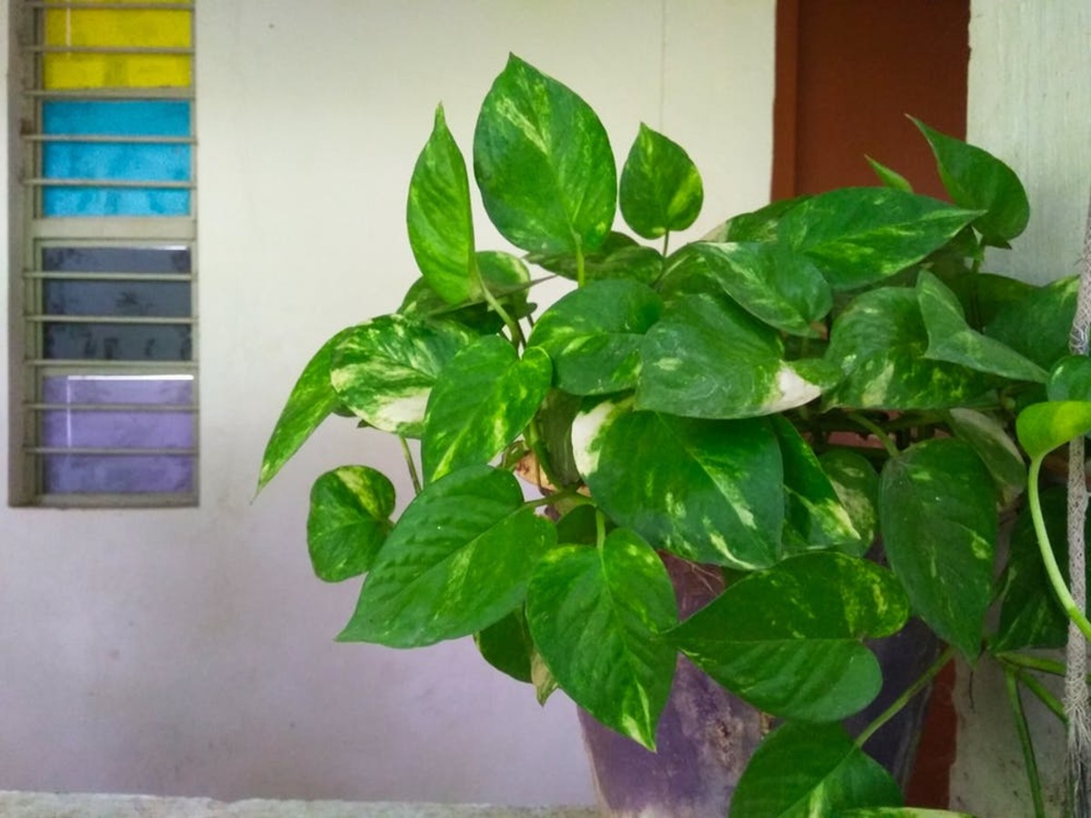 12 Poisonous Houseplants, Their Health Effects, and Safe Alternatives ...