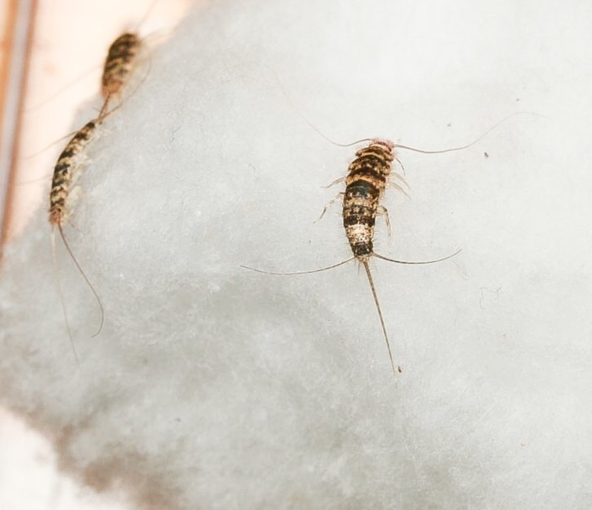 Silverfish Features, Life Cycle, Effects, and Pest Control - Dengarden