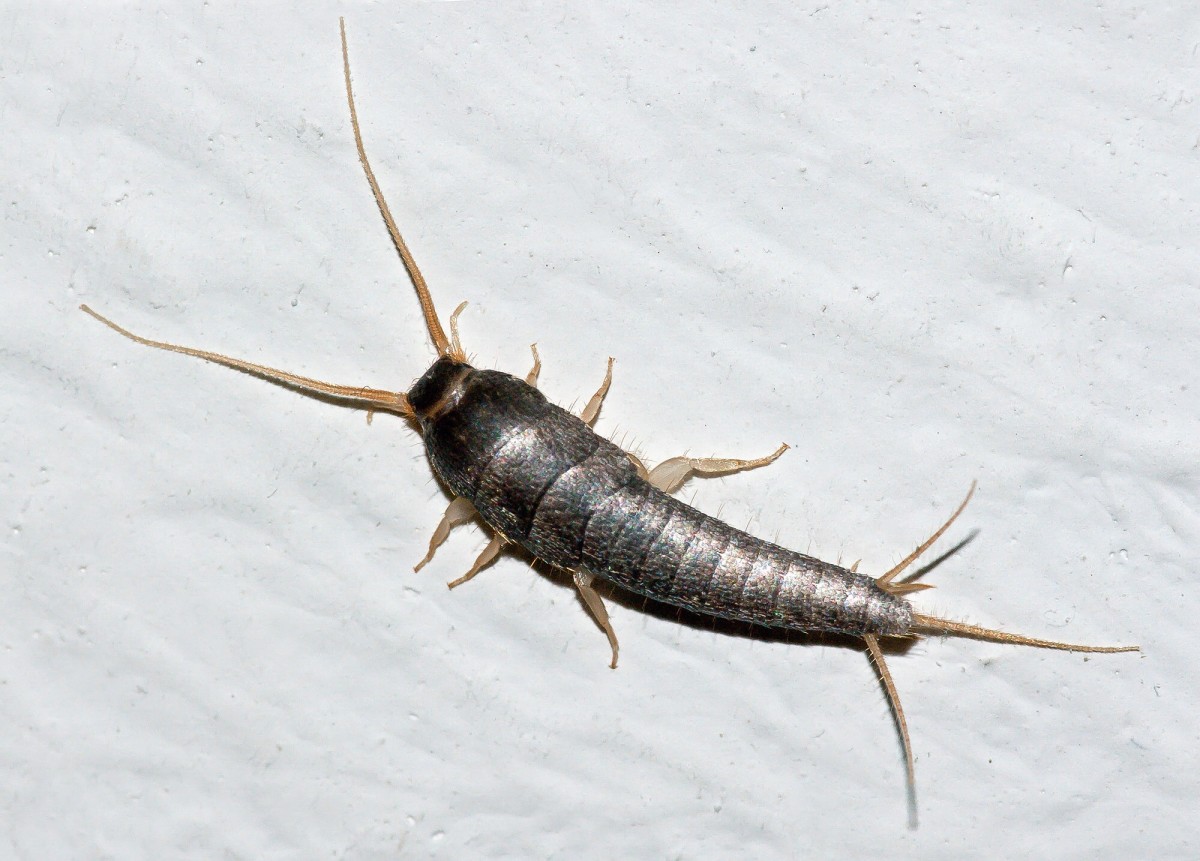 Silverfish Features, Life Cycle, Effects, and Pest Control - Dengarden
