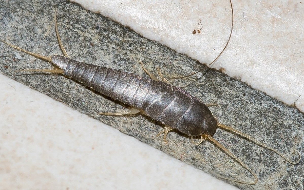 Silverfish Features, Life Cycle, Effects, and Pest Control - Dengarden