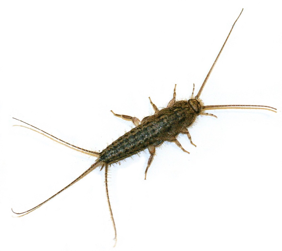 Silverfish Features, Life Cycle, Effects, and Pest Control - Dengarden