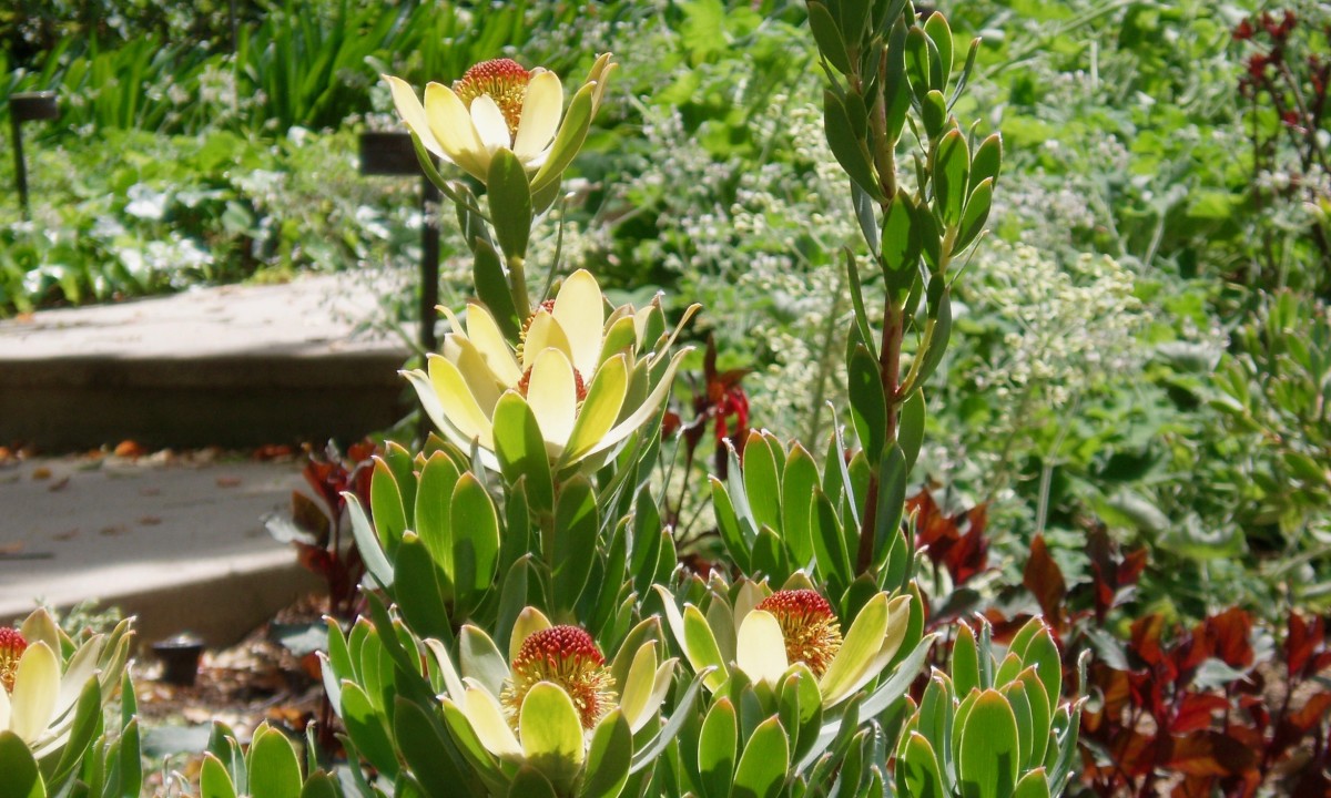 Design Principles That Make Your Landscape Attractive - Dengarden