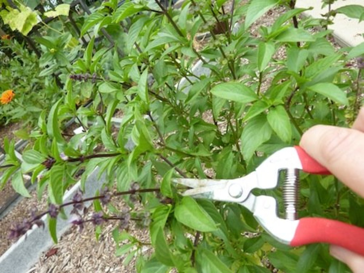 Pinching Terminal Buds for Better Plant Growth - Dengarden