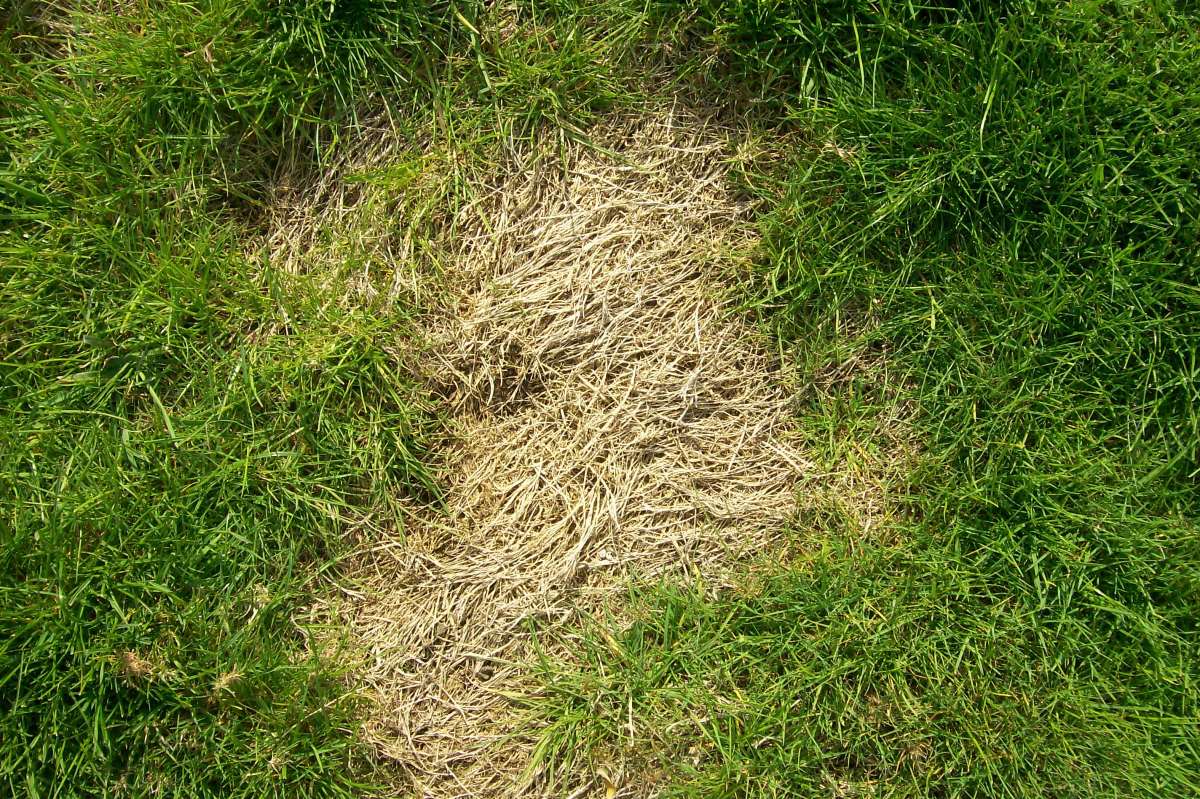 Lawn Grubs: How to Identify, Get Rid of, and Prevent Them - Dengarden