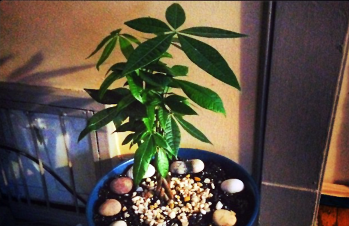 Lucky Plants and Bonsai: Good Feng Shui for Home and Work - Dengarden