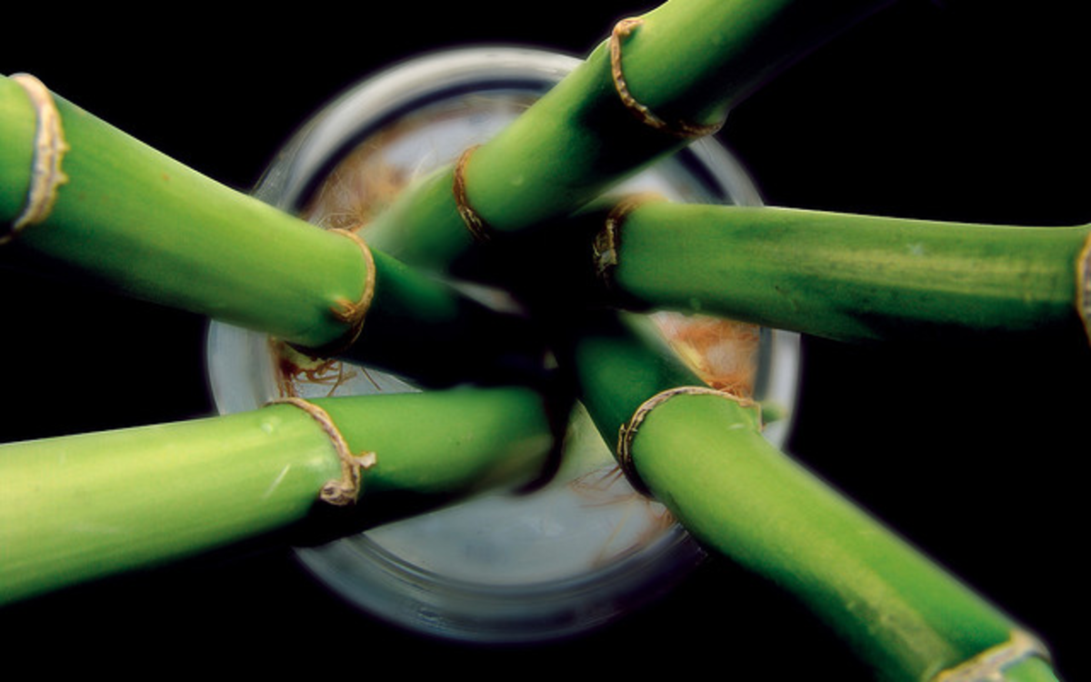 Lucky Plants and Bonsai: Good Feng Shui for Home and Work - Dengarden