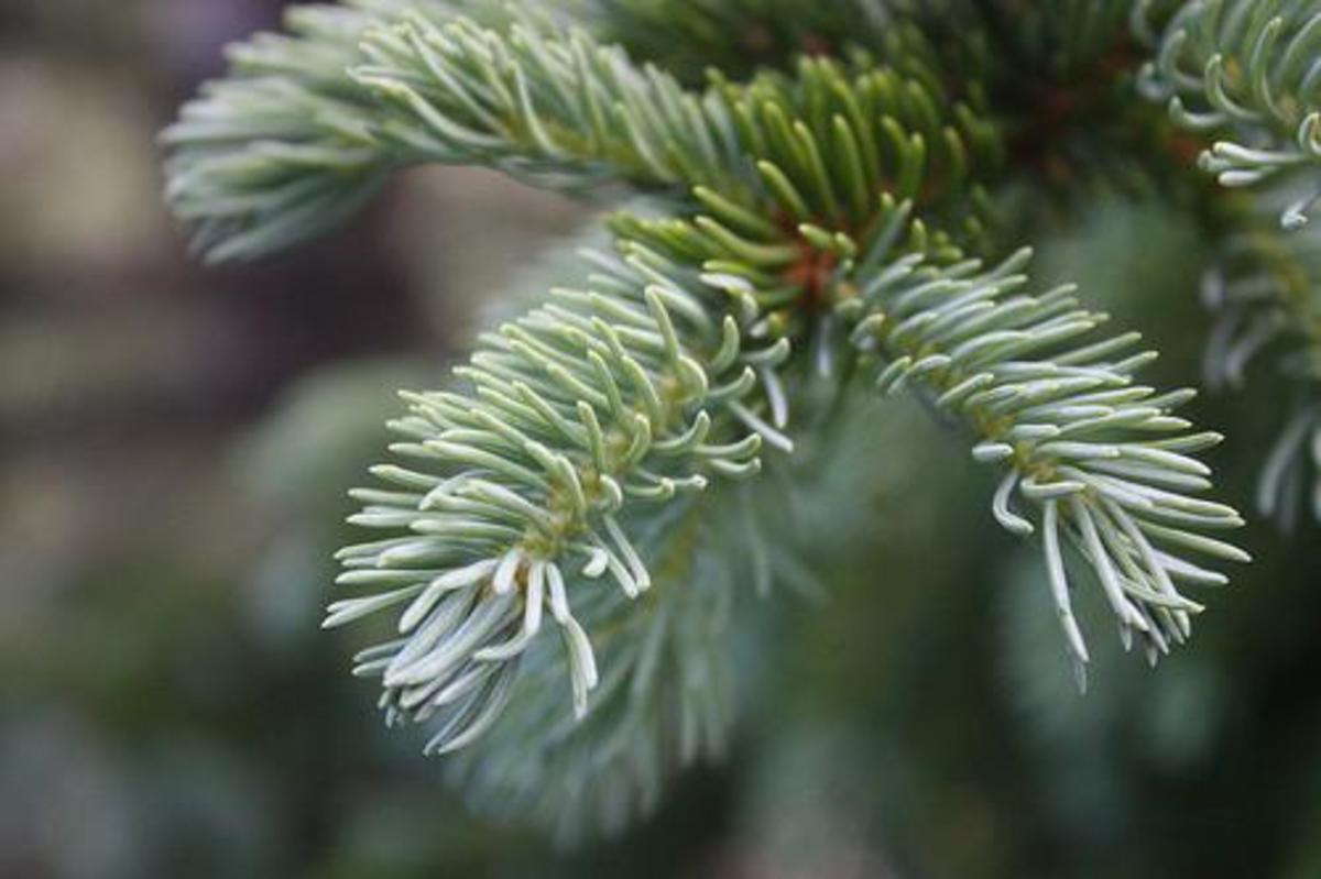Why Not to "Limb Up" Evergreen Trees - Dengarden