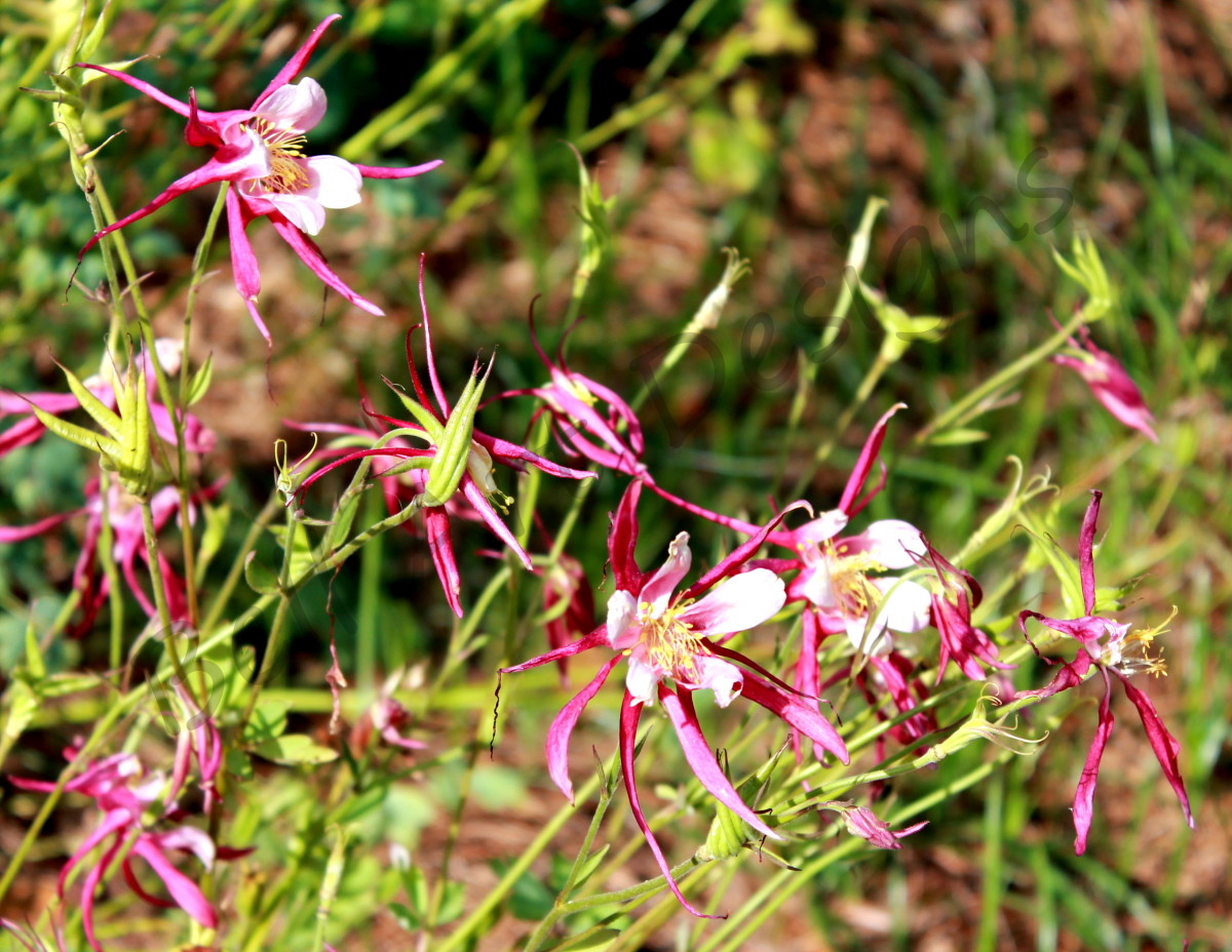How to Grow and Care for Columbine Flowers - Dengarden