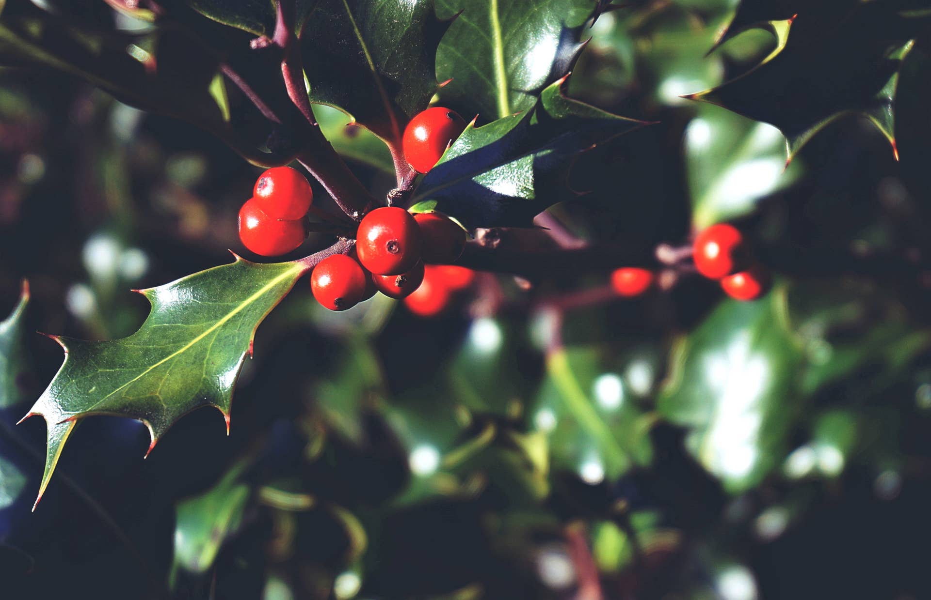 12 Popular Christmas or Holiday Plants: Poisonous or Safe? - Dengarden