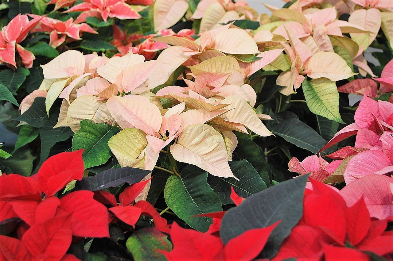 12 Popular Christmas or Holiday Plants: Poisonous or Safe? - Dengarden