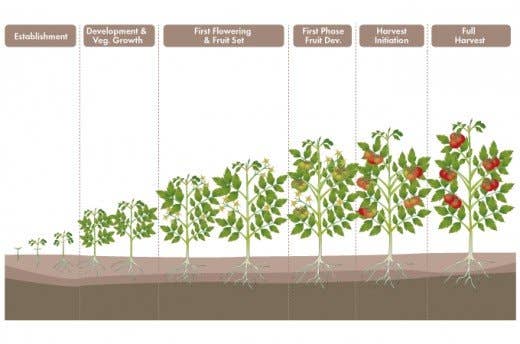 A Beginner's Guide to Growing Tomato Plants - Dengarden