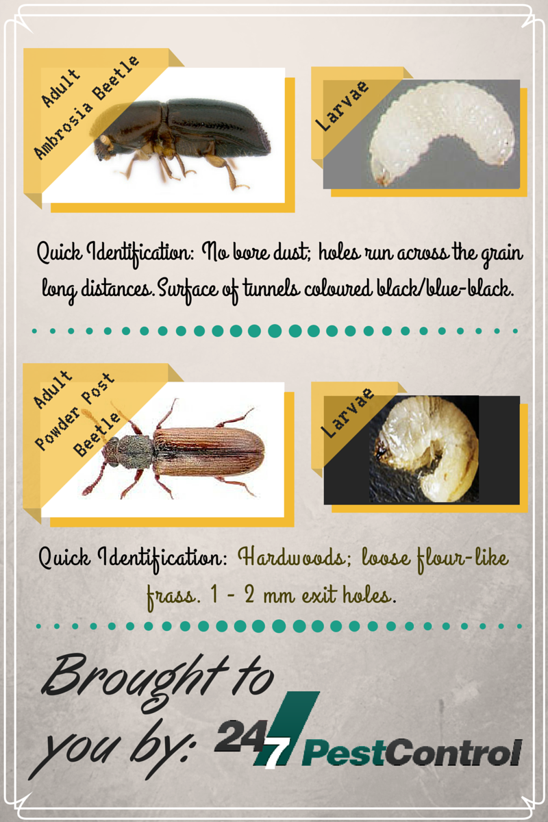 Everything You Need to Know About Wood-Boring Beetles - Dengarden