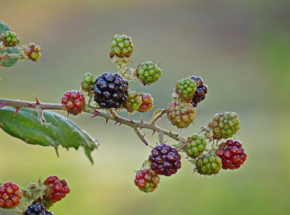 Blackberry Plants: How to Grow and Propagate - Dengarden