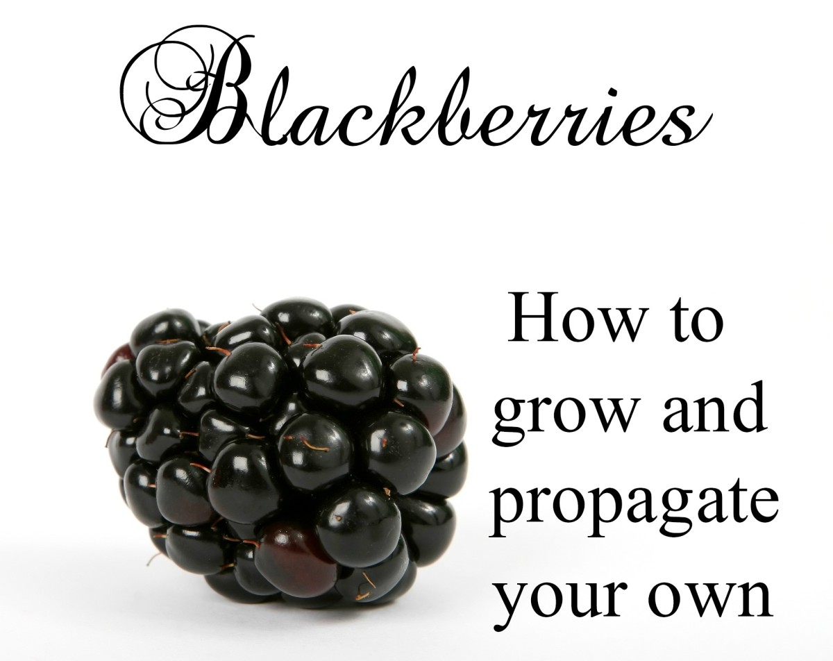 Blackberry Plants: How to Grow and Propagate - Dengarden