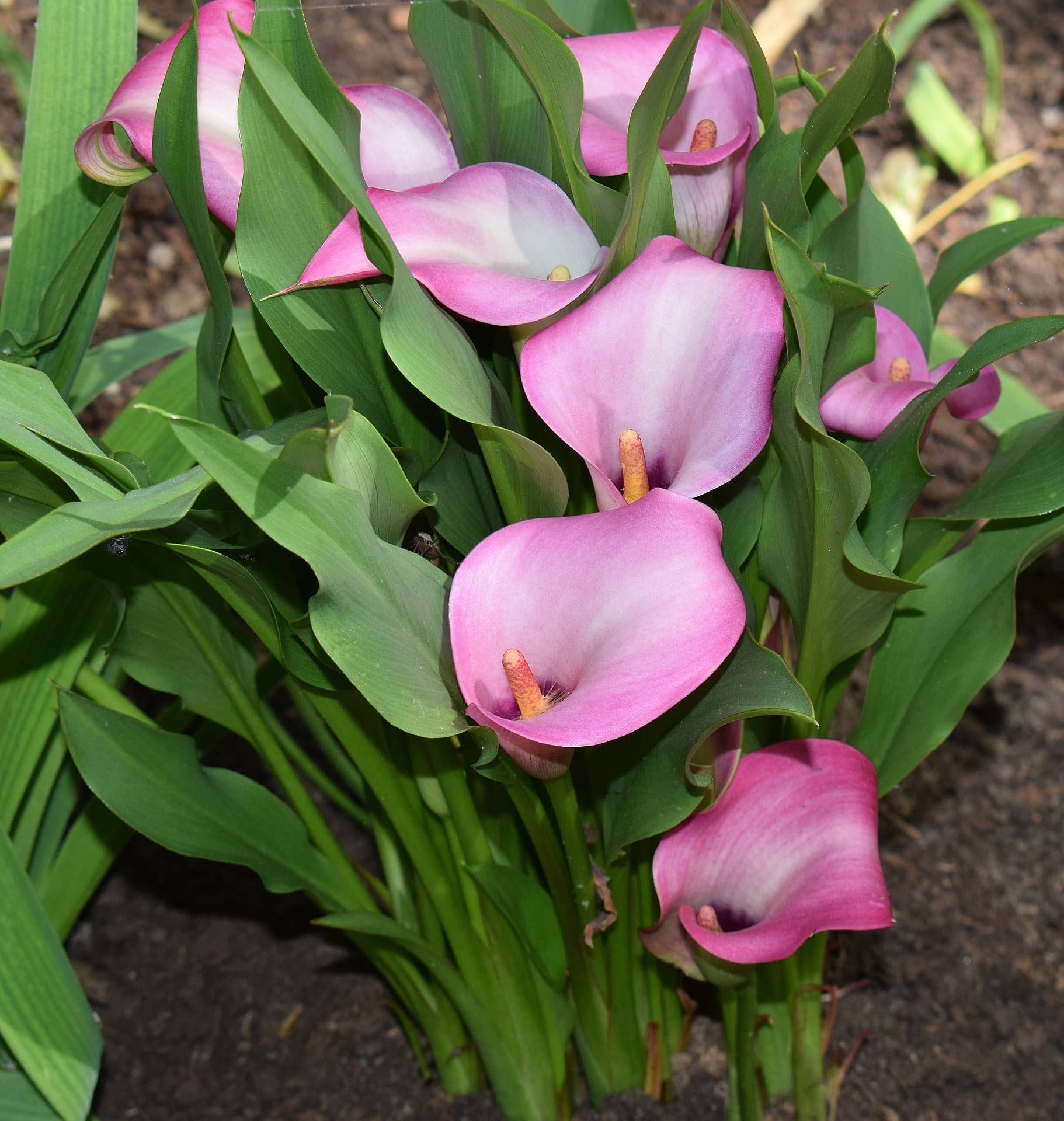 How to Plant and Care for Calla Lilies - Dengarden