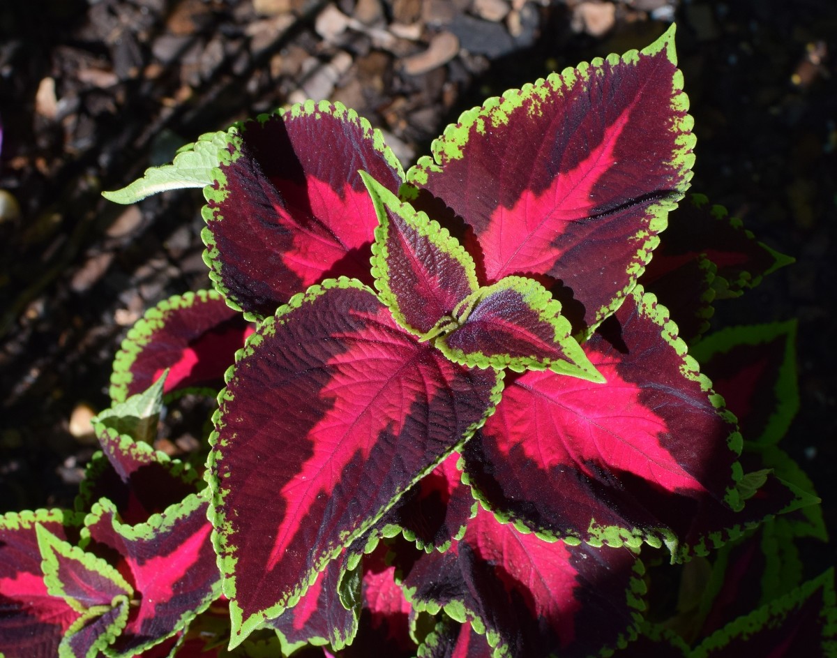 How to Care for the Coleus Plant - Dengarden